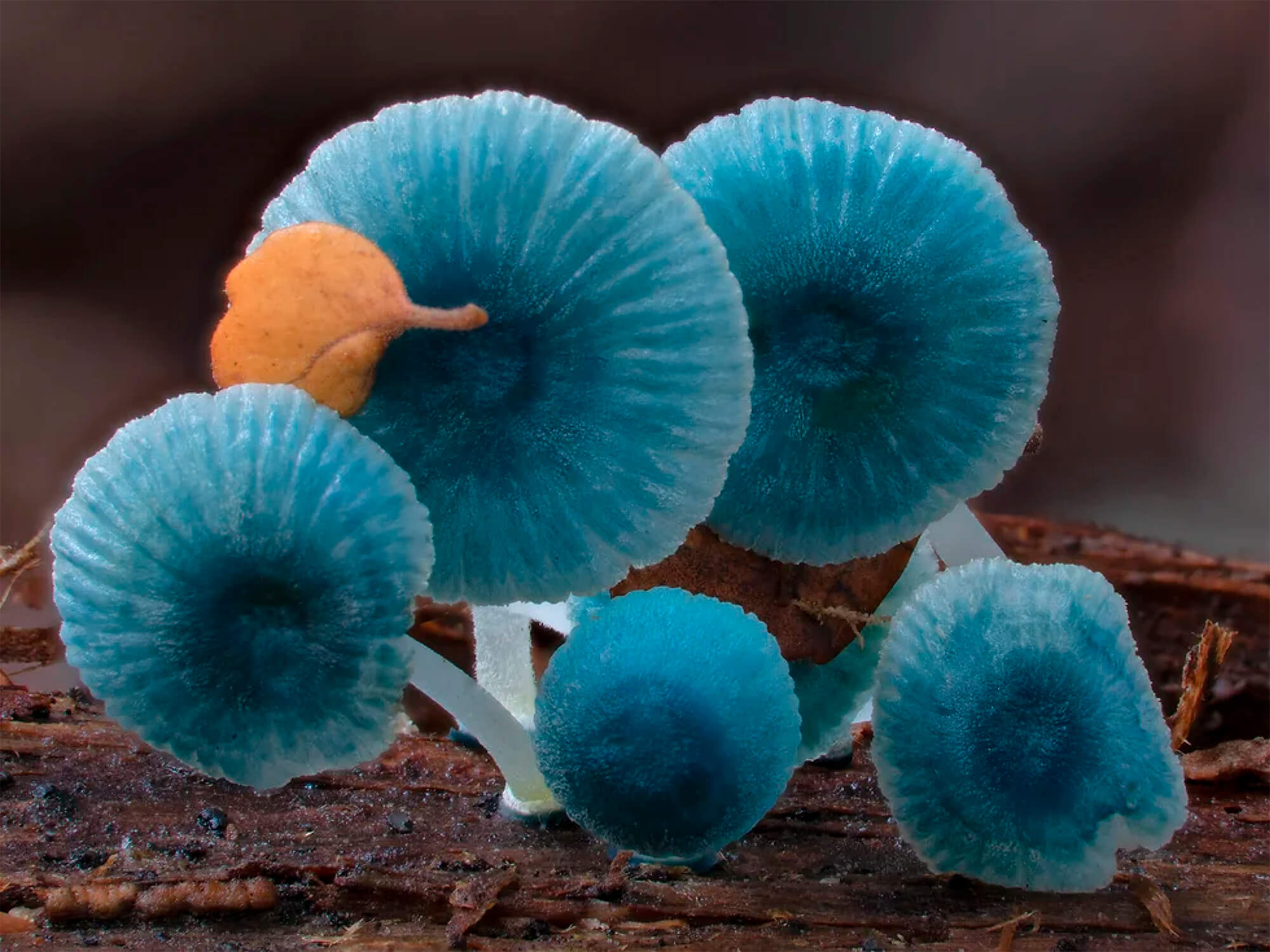 The captivating beauty of fungi - hube magazine