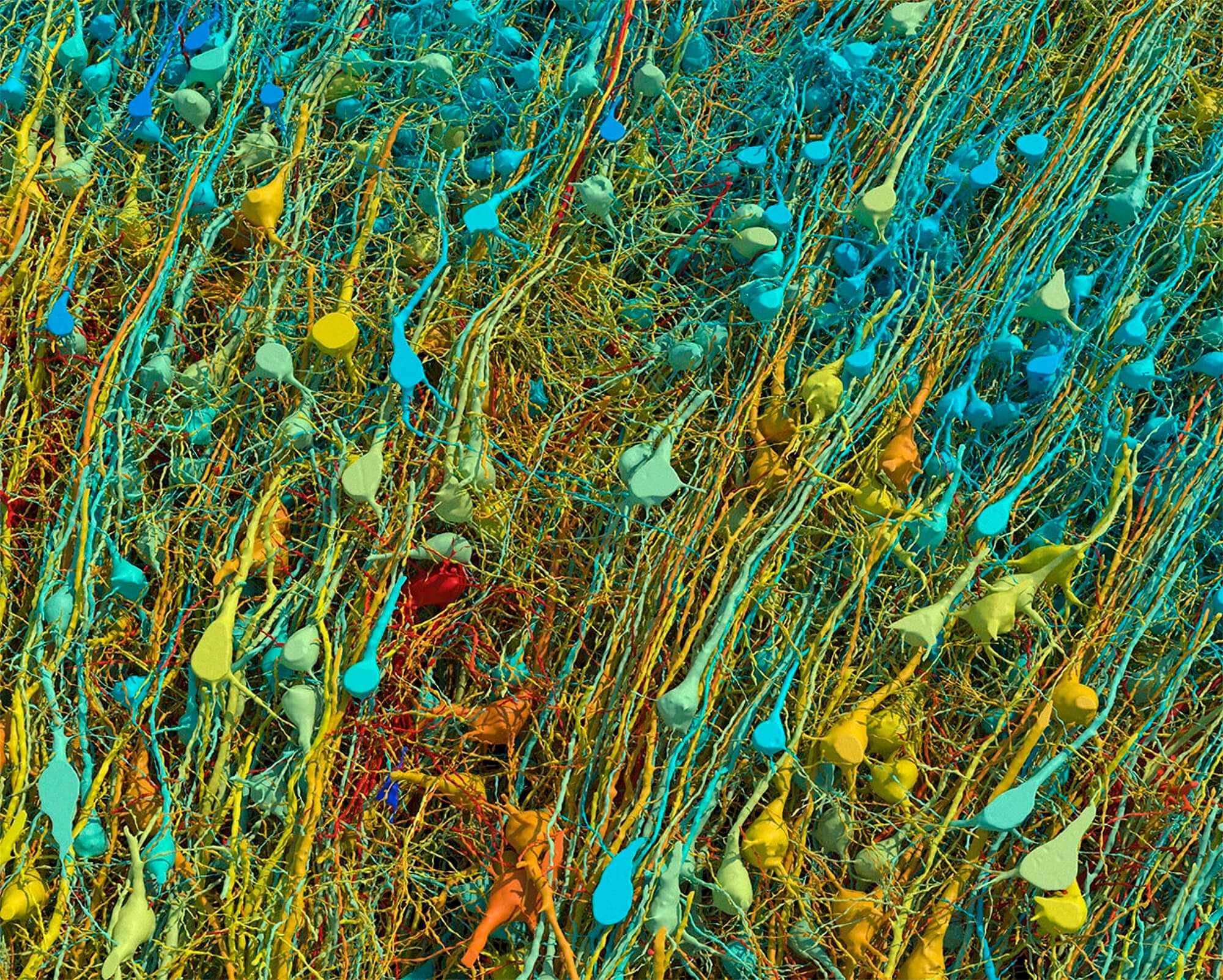 Decoding the Brain - hube magazine