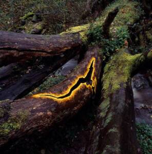 Andy Goldsworthy Fifty Years: nature-inspired art at the Royal Scottish ...