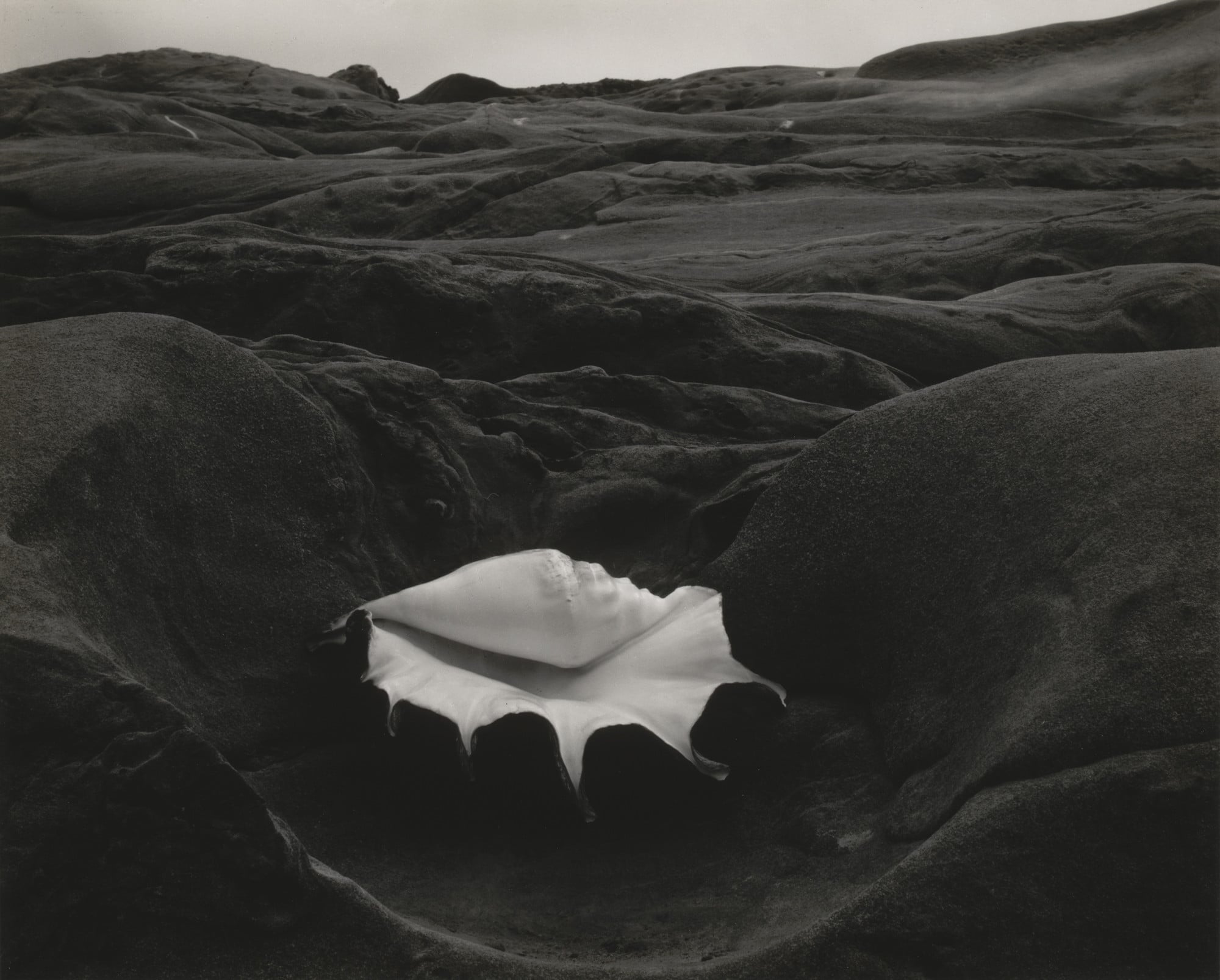 Revealing the invisible: Edward Weston and the birth of modern ...